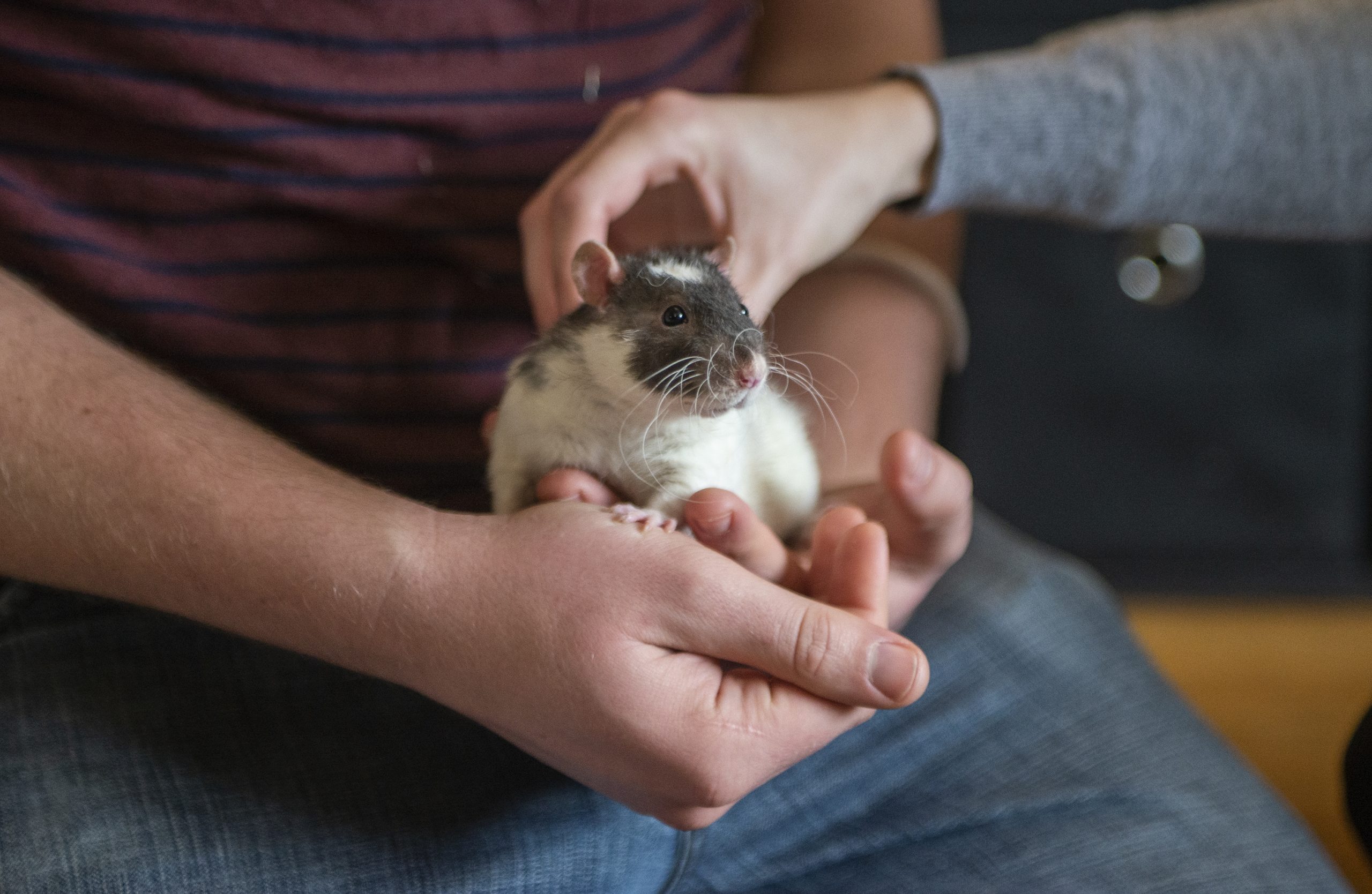 Humans and rats: 'A match made in heaven' - Forest Park Review