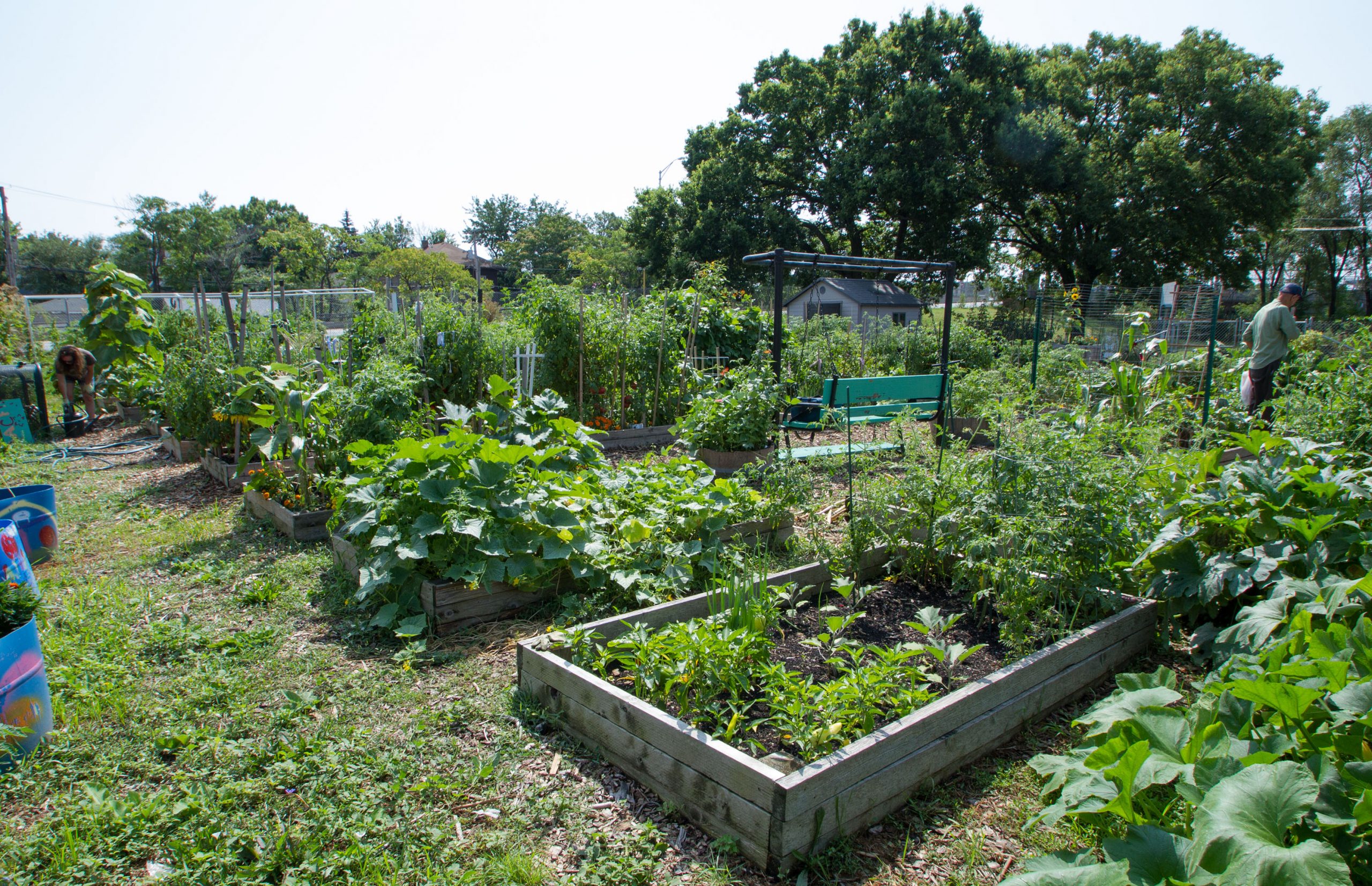 Forest Park Community Garden photo gallery - Forest Park Review