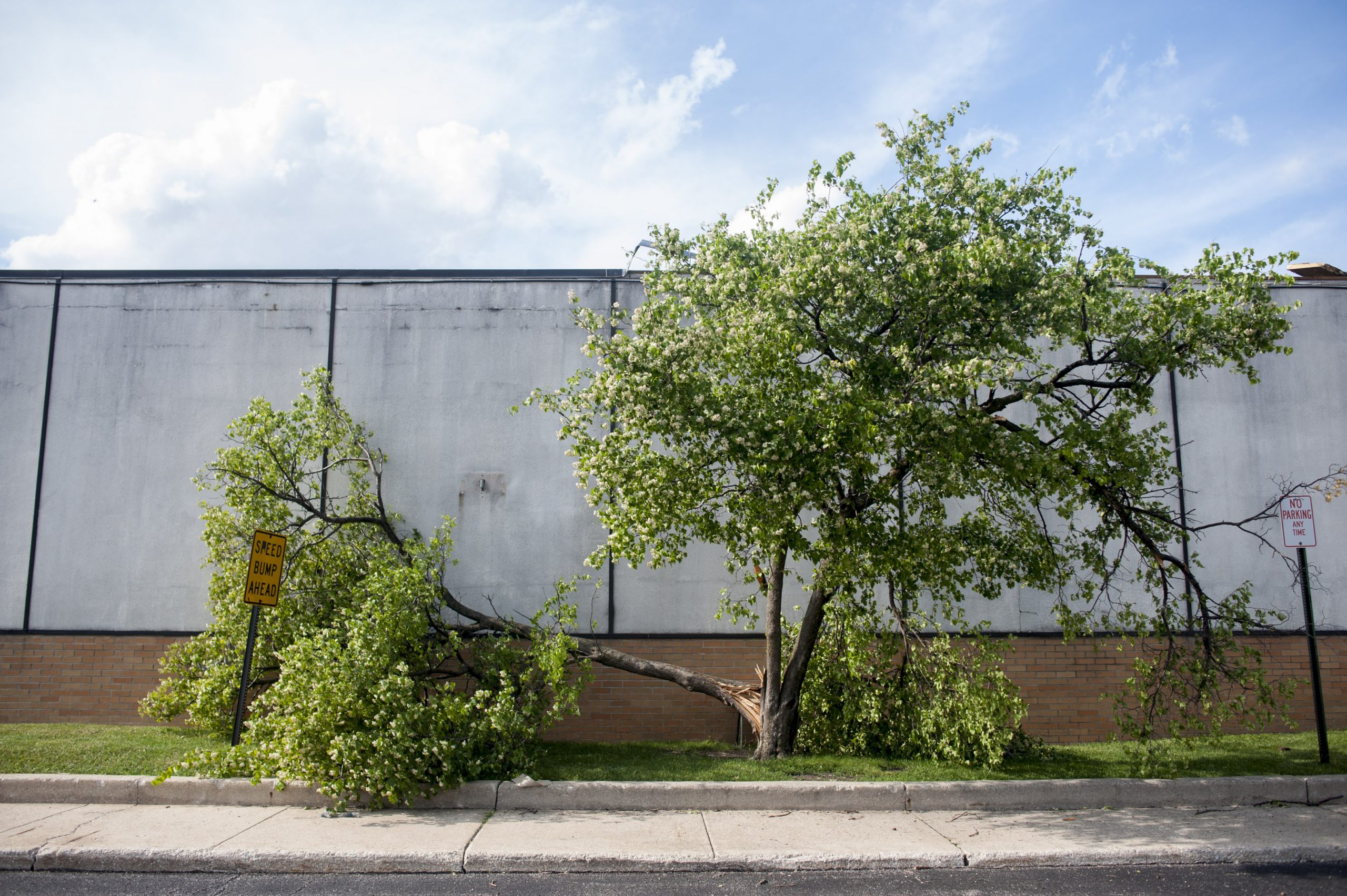 Village removing 26 unhealthy, unsafe trees - Forest Park Review