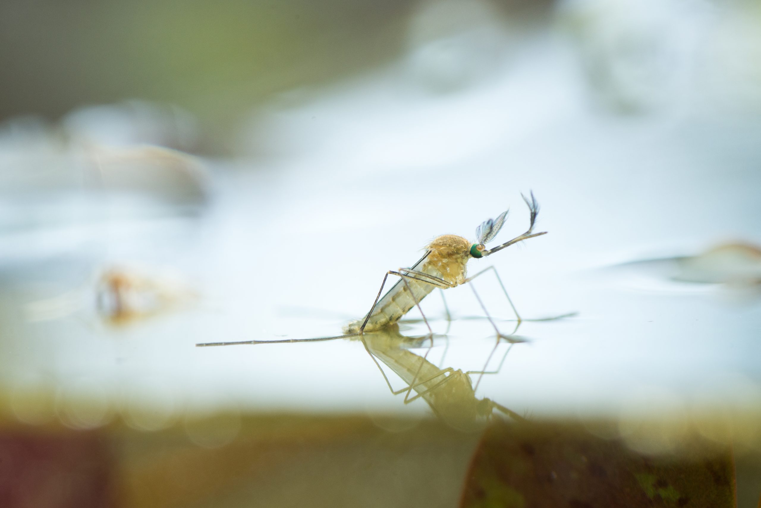 Mosquito abatement agency warns of‘major hatch’ this week - Forest Park ...