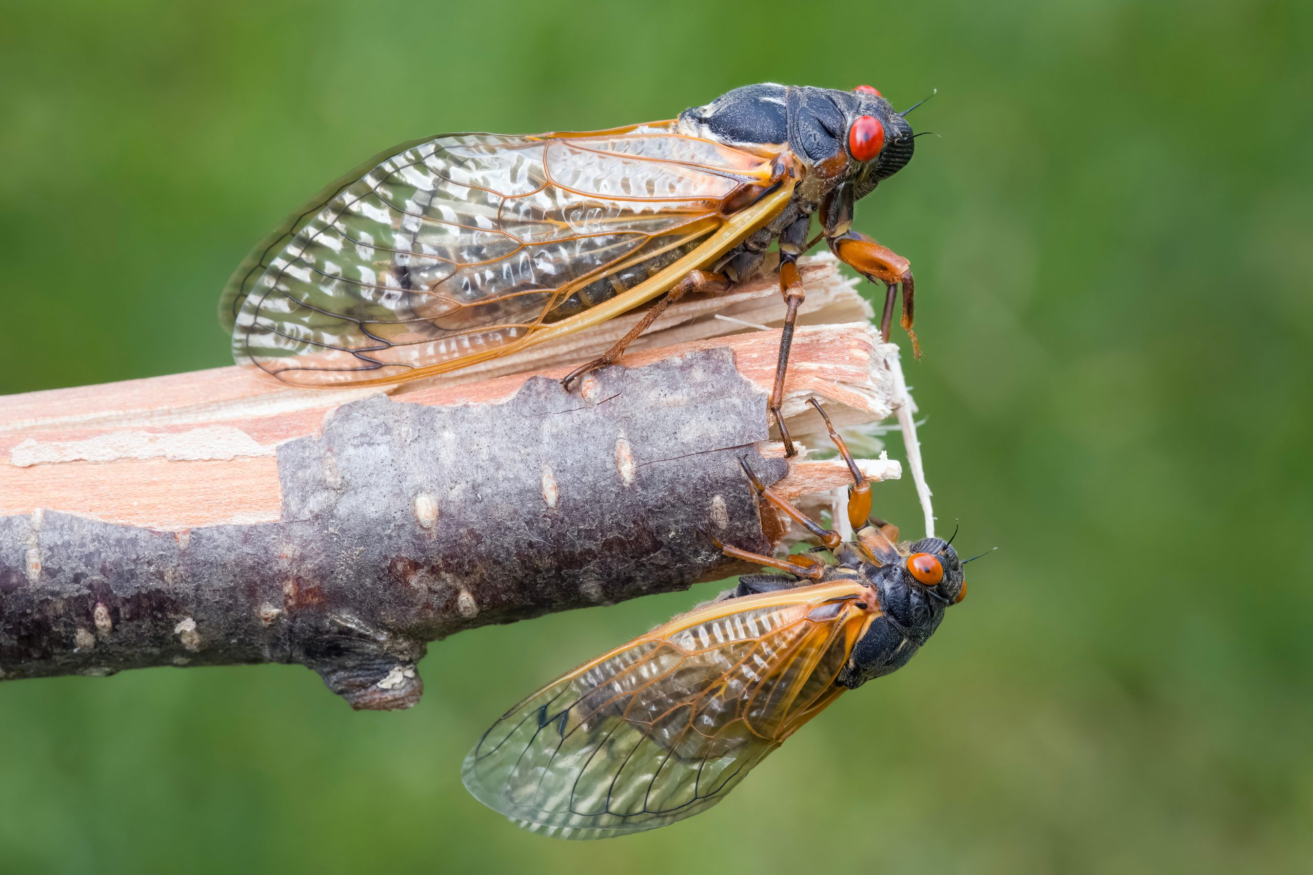 They’re back: 17-year cicadas return from underground - Forest Park Review